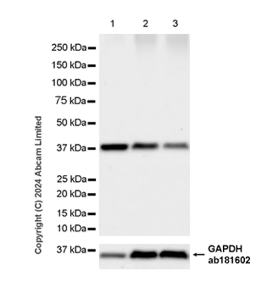 Anti-MR1 antibody [EPR24398-52] - BSA and Azide free (ab321878) | Abcam