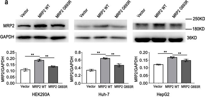 Anti-MRP2 antibody [EPR10998] (ab172630) | Abcam