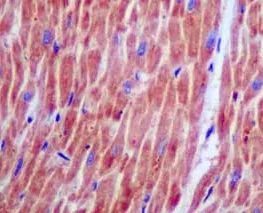 Anti-MRRF antibody [EPR14140(B)] - BSA and Azide free (ab250439) | Abcam