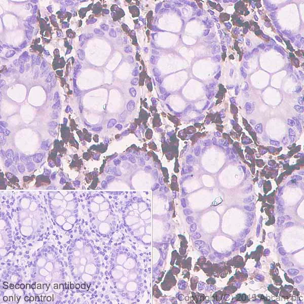 Anti-MS2 antibody [EPR22688-44] (ab255608) | Abcam