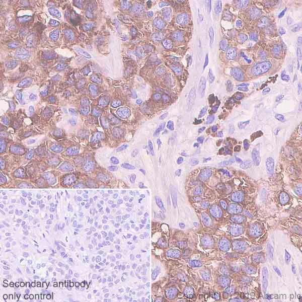 Anti-MS2 antibody [EPR22688-44] - BSA and Azide free (ab259274) | Abcam