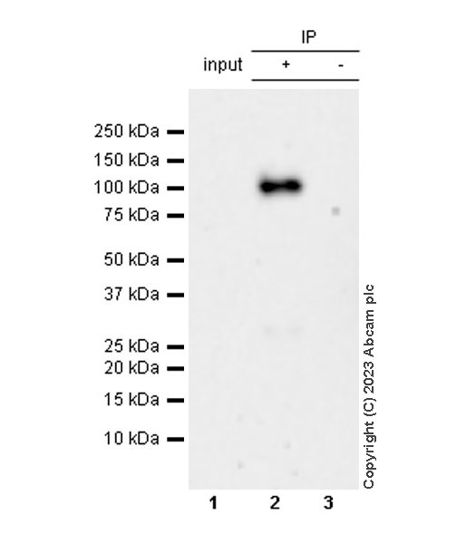 Anti-MSH4 antibody [EPR27244-57] (ab313331) | Abcam