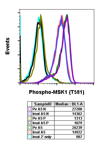 Anti-MSK1 (phospho T581) antibody [MSK1T581-A5] (ab278550) | Abcam