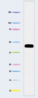 MTCO1抗体[1D6E1A8] (ab14705)| Abcam中文官网