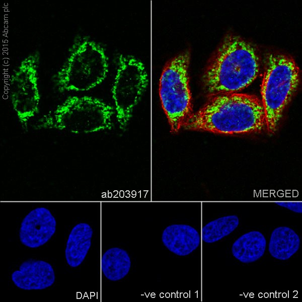 MTCO1 antibody [1D6E1A8], recombinant (ab14705) | Abcam