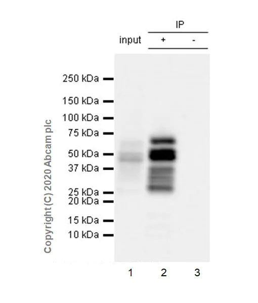 Anti-MTF2 antibody [EPR23536-87] - ChIP Grade - BSA and Azide free ...