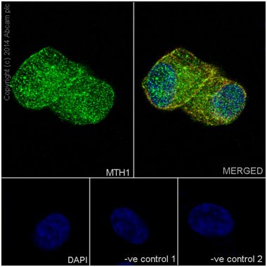 Anti-MTH1 antibody [EPR15934] (ab197028) | Abcam