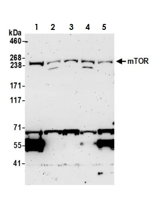 Anti-mTOR antibody (ab2732) | Abcam