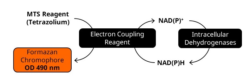 MTS Assay Kit (Cell Proliferation) (Colorimetric) (ab197010) | Abcam