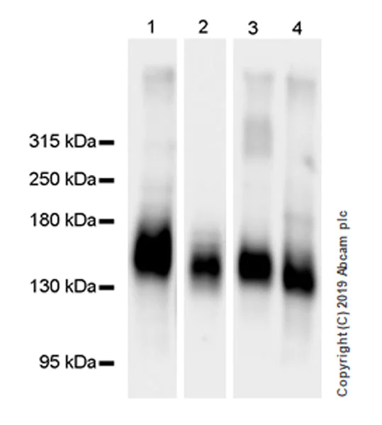 MUC2抗体[EPR23479-47] (ab272692)| Abcam中文官网