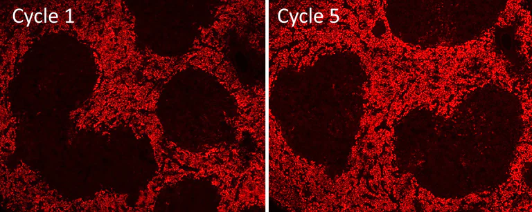 Multiplex IHC Detection kit (TSA amplification) (ab312827) | Abcam