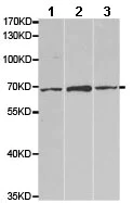 Anti-Muscarinic Acetylcholine Receptor M5/CHRM5 antibody (ab186830) | Abcam