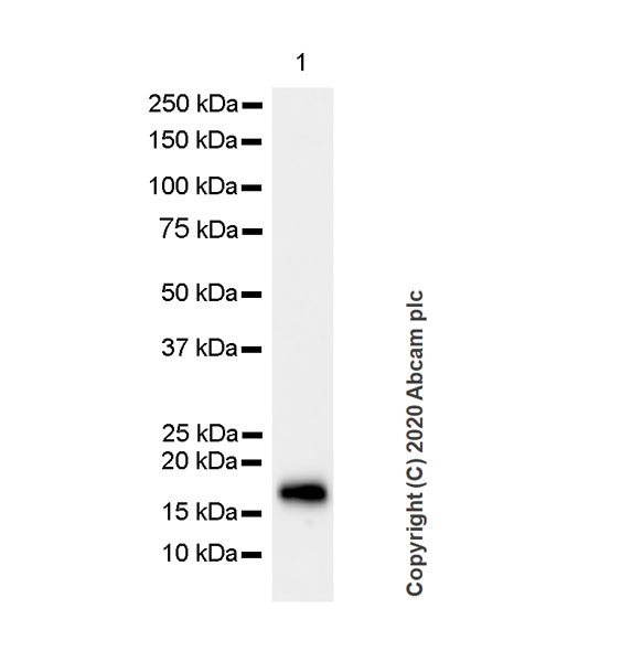 Anti-Myelin Basic Protein antibody [MBP2] - BSA and Azide free ...