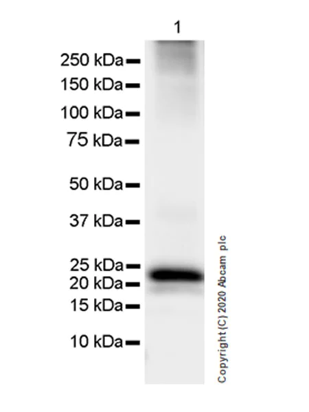 Anti-Myelin PLP antibody [EPR23504-106] (ab254363) | Abcam