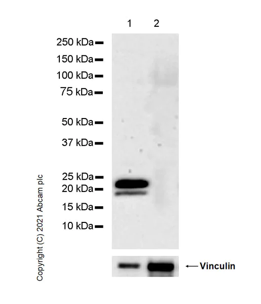 Anti-Myelin PLP antibody [plpc 1] (ab9311) | Abcam