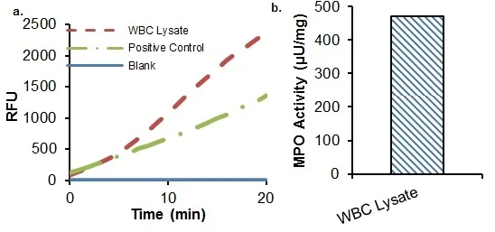 Myeloperoxidase (MPO) Activity Assay Kit (Fluorometric) (ab111749) | Abcam
