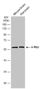 Anti-n-Myc/MYCN antibody (ab272918) | Abcam