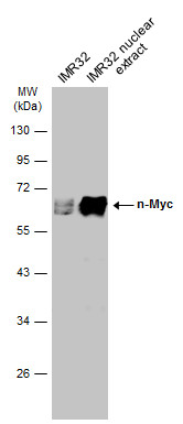 Anti-n-Myc/MYCN antibody (ab272918) | Abcam