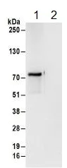Anti-NAF1 antibody (ab157106) | Abcam
