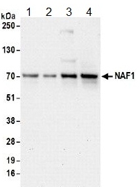 Anti-NAF1 antibody [EPR11516] (ab171078) | Abcam
