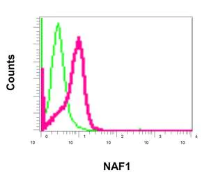 Anti-NAF1 antibody [EPR11516] (ab171078) | Abcam