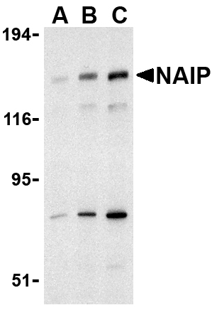 Anti-NAIP antibody (ab25968) | Abcam