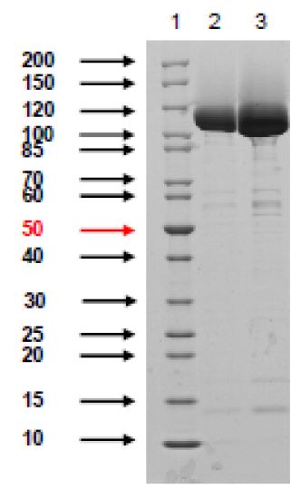 Native Adenovirus hexon protein (ab274658) | Abcam