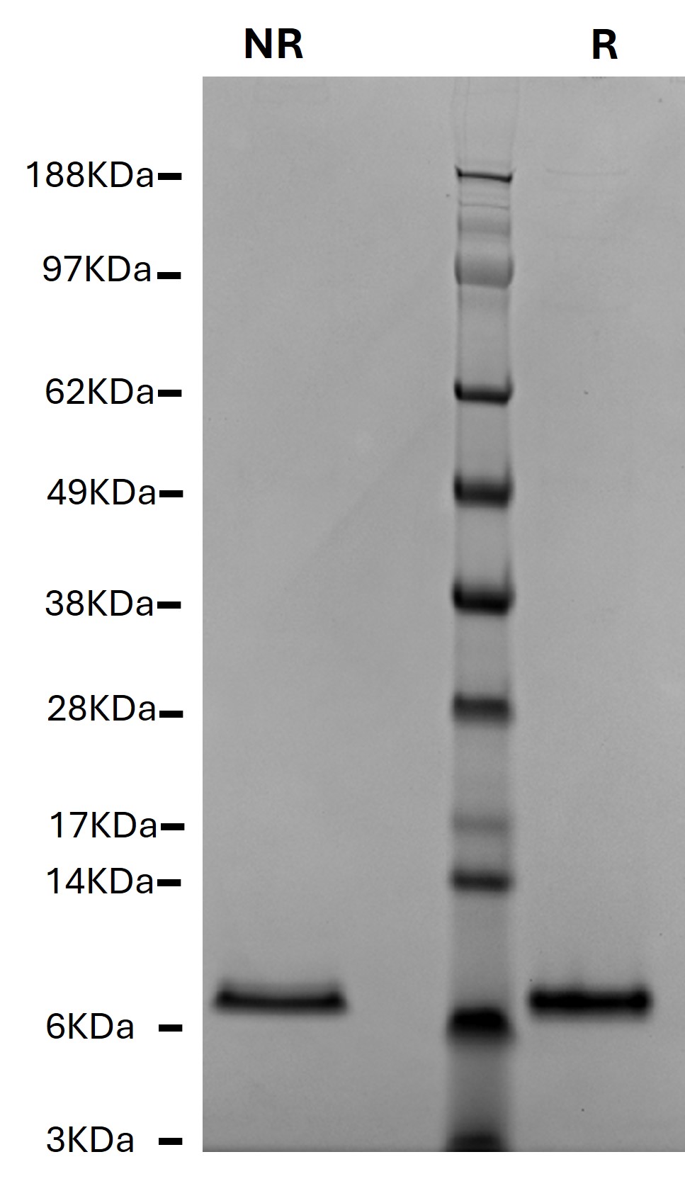 Native human PF4 protein (ab81754) | Abcam