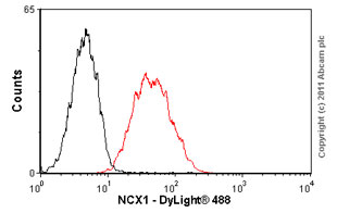 Anti-NCX1 antibody [C2C12] (ab2869) | Abcam