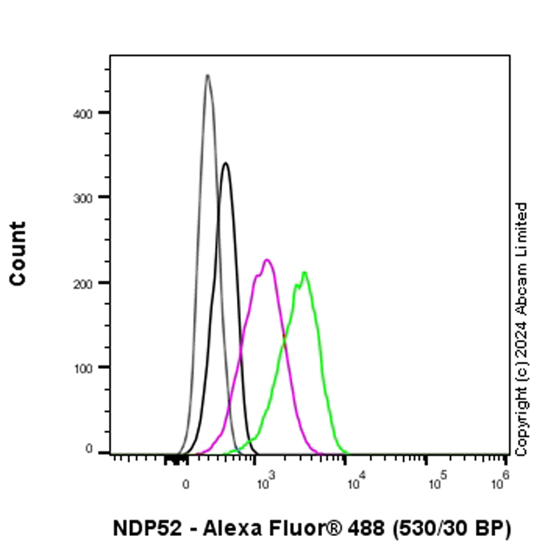 Anti-NDP52 antibody [EPR28790-65] (ab322556) | Abcam