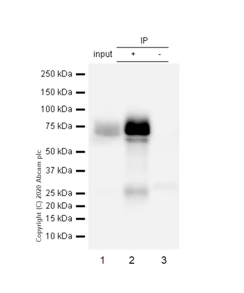 Anti Nectin 2 Antibody [epr6717] Ab135246 Abcam