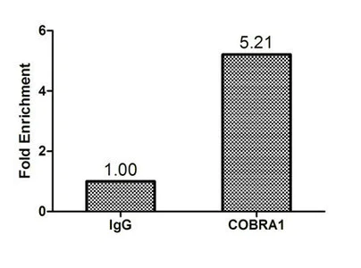 Anti-NELF-B antibody (ab237027) | Abcam