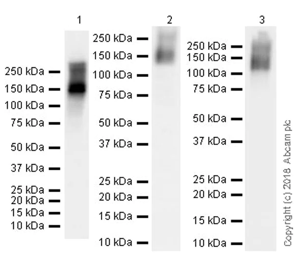 Nestin抗体[EPR22023] - Neural Stem Cell Marker (ab221660)| Abcam中文官网