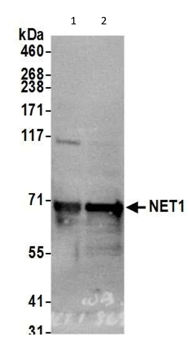 Anti-NET1 antibody (ab113202) | Abcam