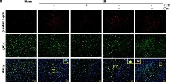 NeuN抗体[1B7] - Neuronal Marker (ab104224)| Abcam中文官网