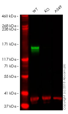 Anti-Neurofilament antibody [RNF406] - Neuronal Marker (ab134306) | Abcam