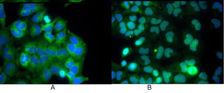 Anti-NF-kB p65 antibody [27F9.G4] (ab288751) | Abcam