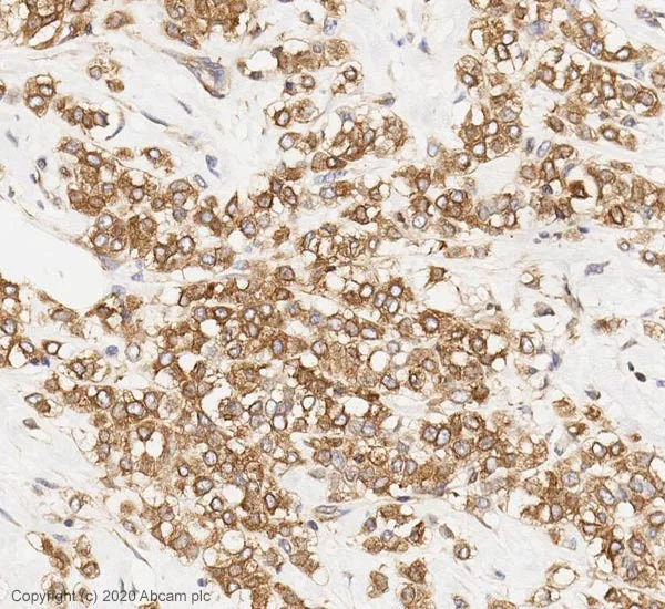 Anti-NF-kB p65 antibody - KO validated (ab16502) | Abcam