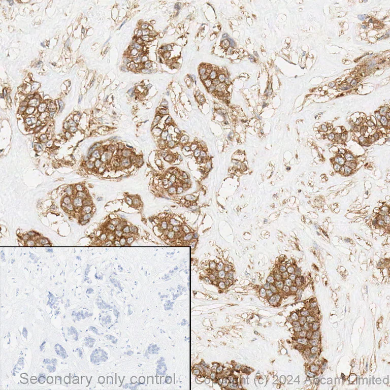 Anti-NF-kB p65 antibody - KO validated (ab16502) | Abcam