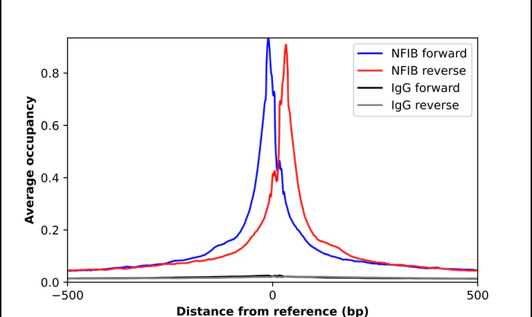 Anti-NFIB Antibody (ab327182) | Abcam中文官网