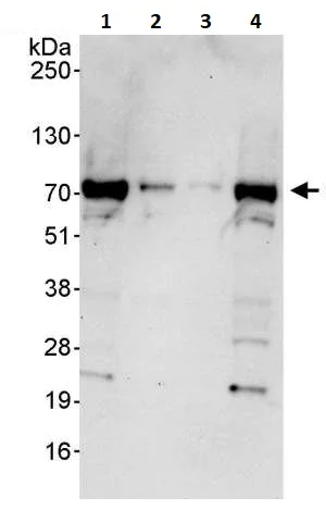 Anti-NFkB c Rel antibody (ab264238) | Abcam