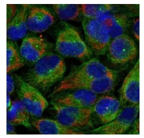 Anti-NFkB p100/NFKB2 (phospho S866) antibody (ab194919) | Abcam
