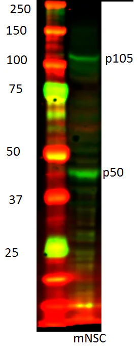 Anti-NFkB p105 / p50 antibody [E381] (ab32360) | Abcam