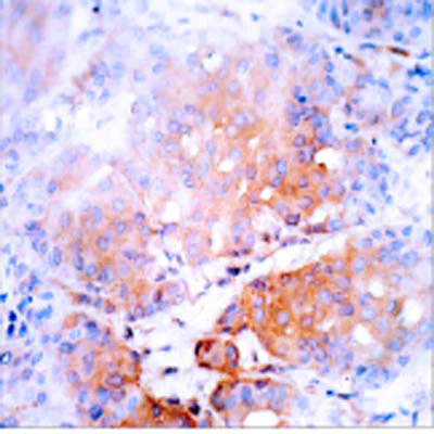 Anti-NFkB p105 / p50 (phospho S337) antibody (ab28849) | Abcam