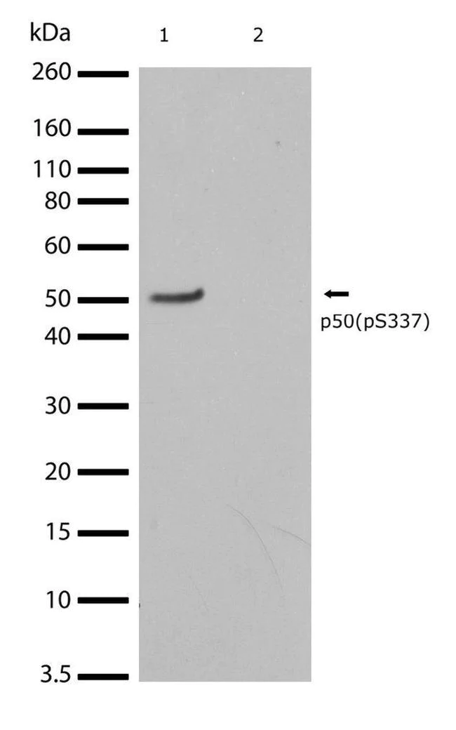 Anti-NFkB p105 / p50 (phospho S337) antibody [RP23040087] - ChIP Grade ...