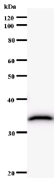 Anti-NFS1 antibody [2635E1a] (ab58623) | Abcam