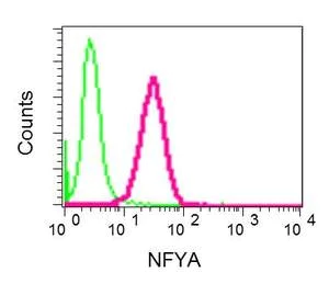 Anti-NFYA antibody [EPR9061] - BSA and Azide free (ab248874) | Abcam