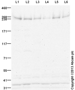 Anti-NG2 antibody - rabbit polyclonal (ab129051) | Abcam