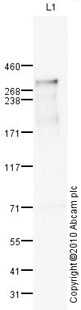 Anti-NG2 antibody - rabbit polyclonal (ab129051) | Abcam