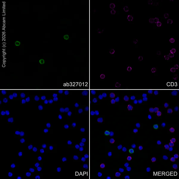 Anti-NKR-P1C/NK1.1 antibody [EPR22990-12-4R] - BSA and Azide free, low ...